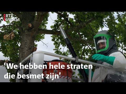 De eikenprocessierups is terug in Nieuwegein | RTV Utrecht