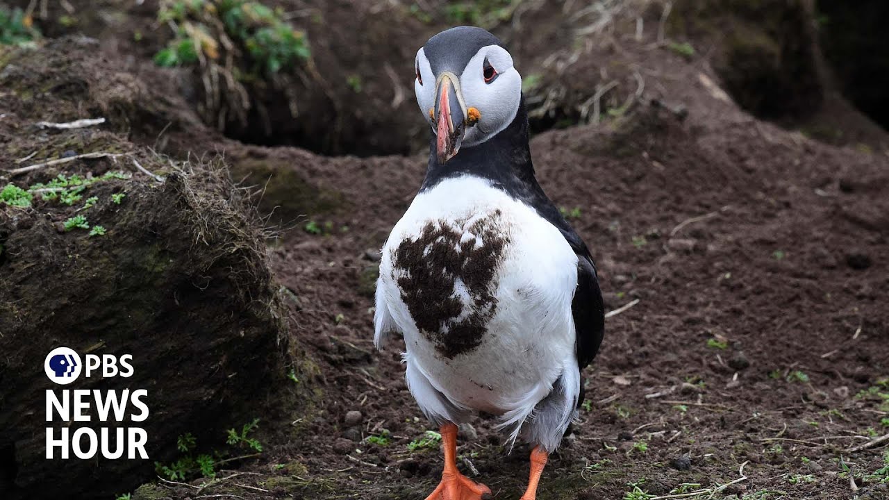 How researchers restored a thriving habitat for Atlantic puffins in Maine