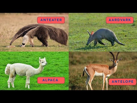 25 Animals Name with A | A letter Animals | Animals vocabulary