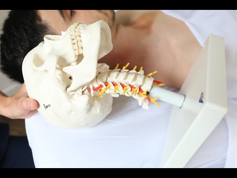 SFH Massage Training | How to Traction the Head Over the Neck and its Anatomy
