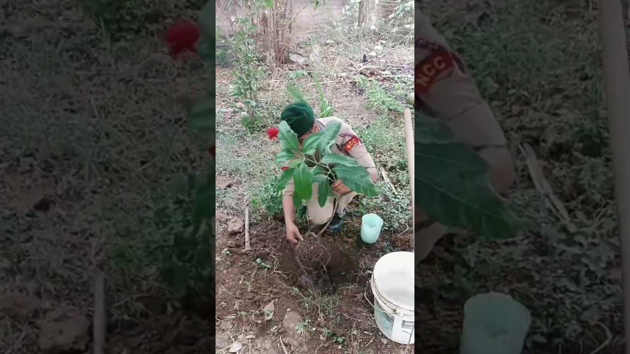 Trees were planted by NCC cadets on the occasion of World Environment Day 2025#ncc #save_tree #army