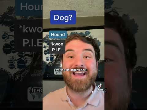 The mystery of dog! #shorts
