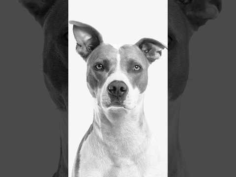 What Do Dogs ACTUALLY See?