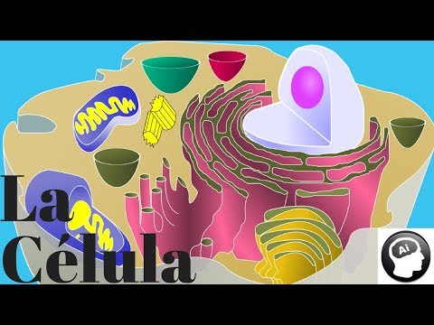 Organelos Celulares – Blog Histo-Embriología