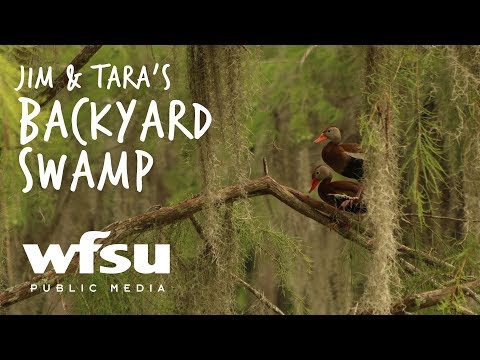 Jim and Tara's Wood Stork Rookery | A Backyard Swamp Adventure