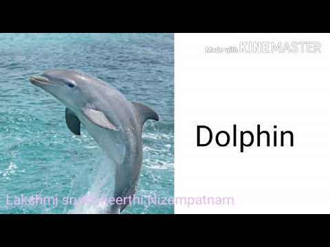 'D' Letter Words With Pictures