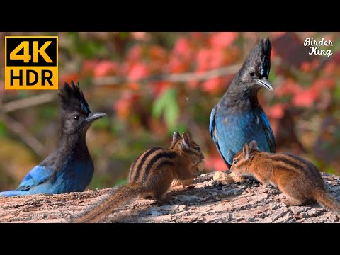 Cat TV for Cats to Watch 😺 Autumn Birds, Chipmunks, and Squirrels 🐦🐿️ 8 Hours(4K HDR)