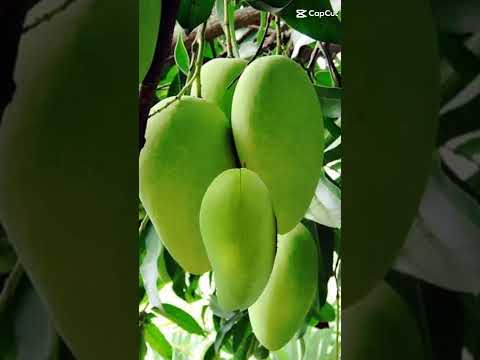 #greenmango#shorts #asmr #fruits#mango#viral