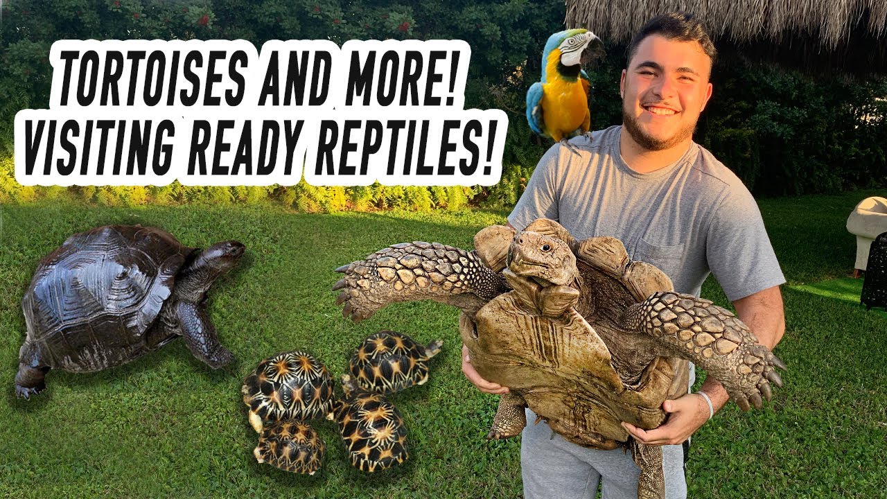 Sneak Peak at NEW PROJECT! PLUS Sulcata Tortoises, Radiated Tortoises and More! (Ready Reptiles)