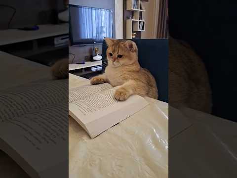 😂📖📚 😺