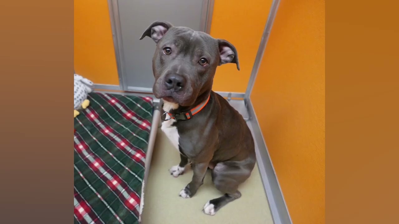 Introducing Bartleby! What a Looker!