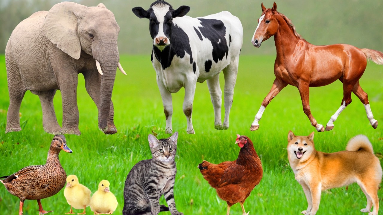 Farm Animal Moments: Chicken, Elephant, Duck, Cat, Cow, Sheep, Dog, Goat, Rhinoceros - Cute Animals