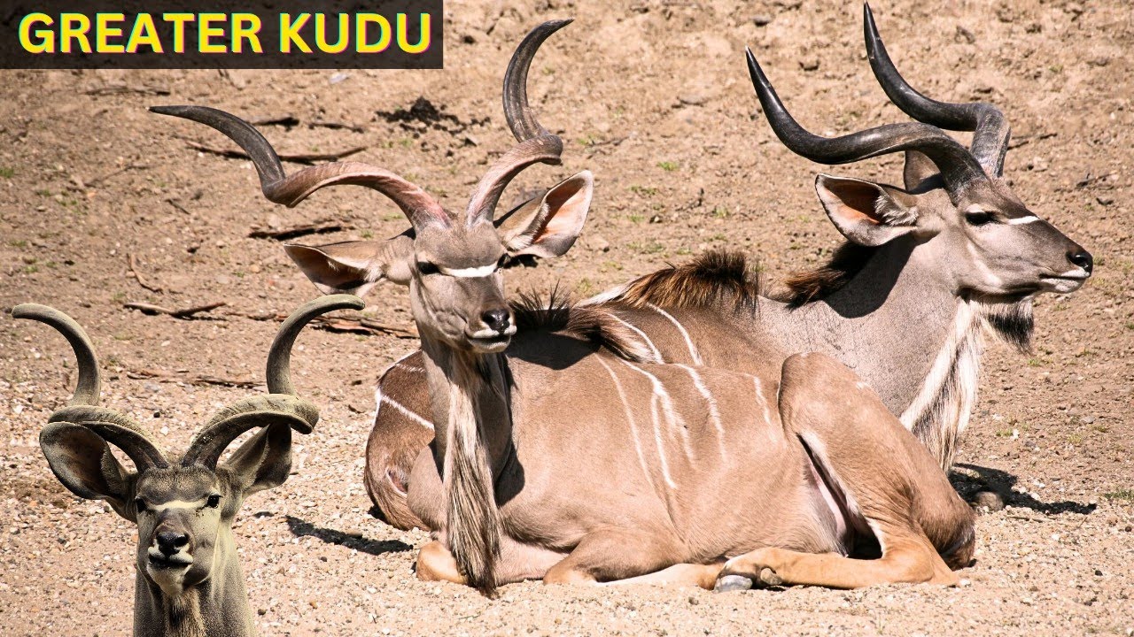Greater Kudu: The Majestic Antelope of the African Savanna
