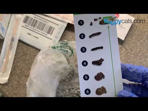 Get the Scoop on Your Cat's Gut Health with the KittyBiome™ Test!