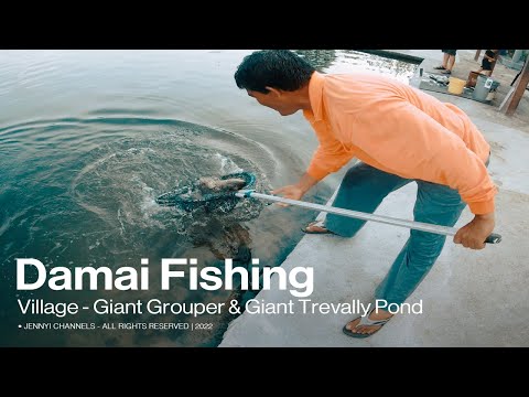 DAMAI FISHING VILLAGE - GIANT GROUPER & GT POND - TAMAN PERLING • JOHOR | JY