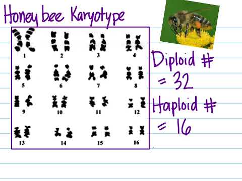 Bio Using karyotypes to answer genetics questions