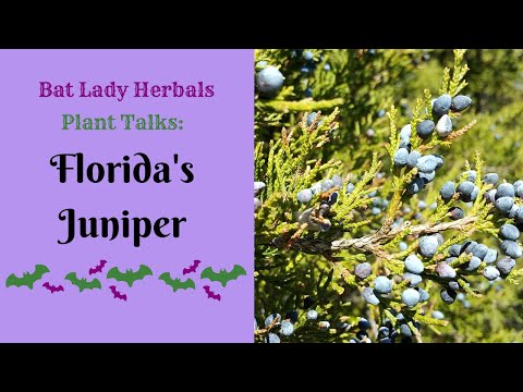 Florida's Juniper