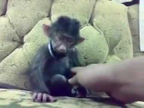 Monkey gif