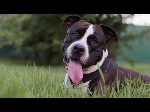 UGA • CPC • Leptospirosis