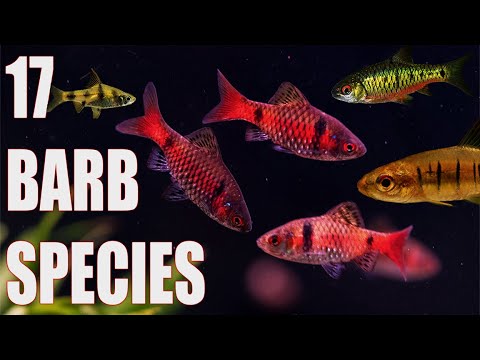 Barb Fish Species Spotlight: 17 Must-Have Varieties