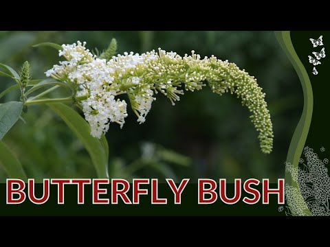 BUTTERFLY BUSH Information and Care Tips! (Buddleia davidii)