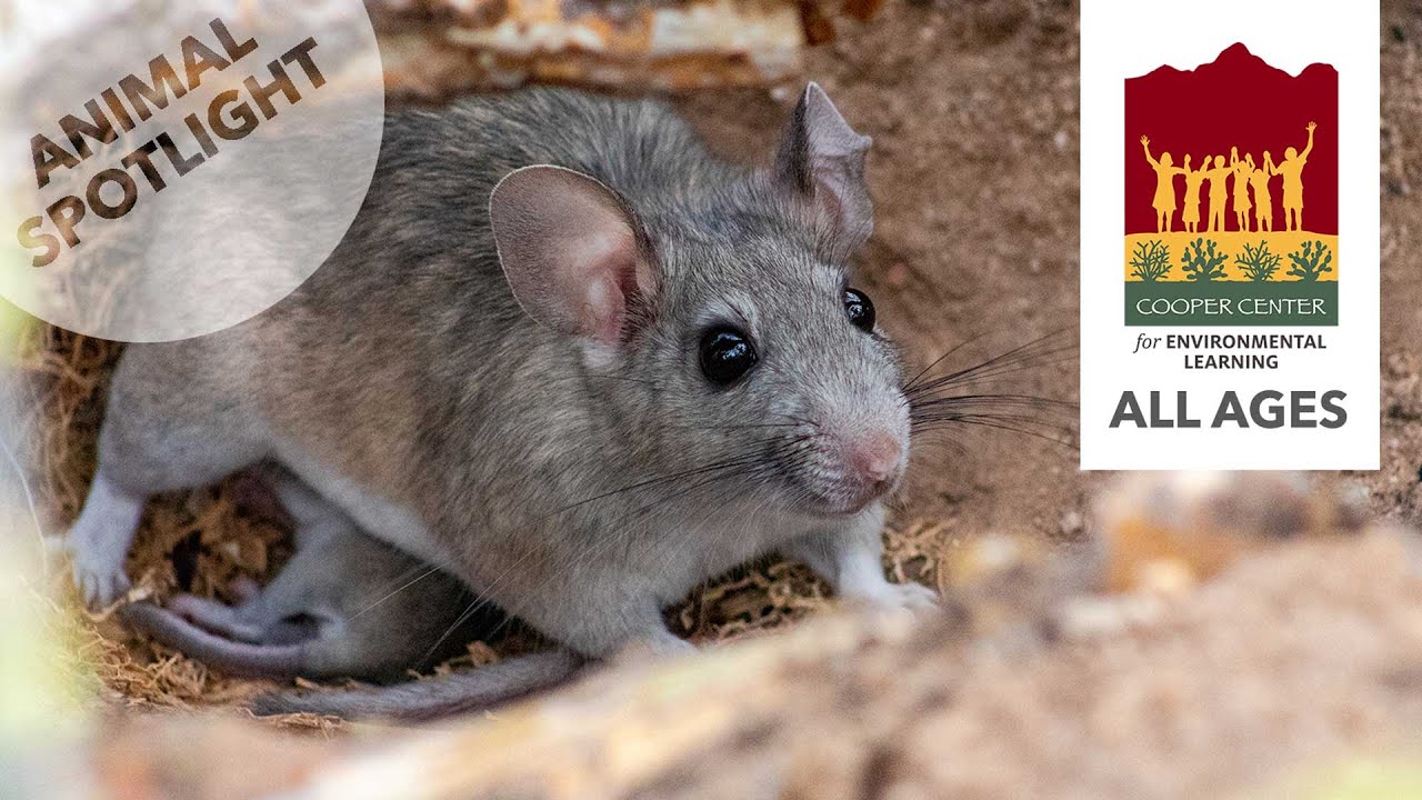 Packrat | Animal Spotlight