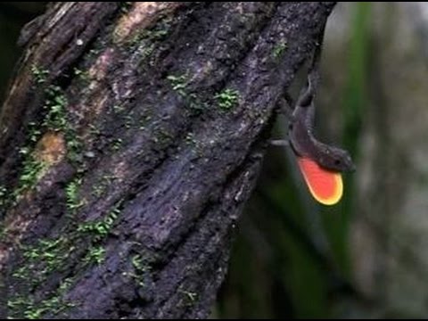Glow-in-the-Dark Dewlaps Allow Lizards to Be Seen in Dim Light – Anole ...