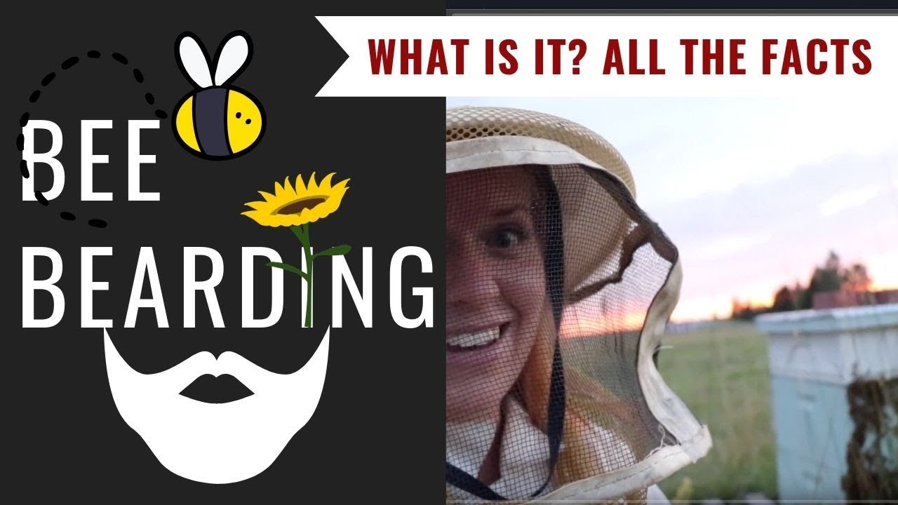 Bee Bearding: Why do they beard and all the facts!