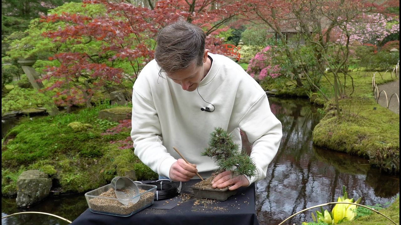 Making a Black Pine Bonsai tree