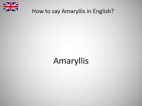 How to say Amaryllis in English?