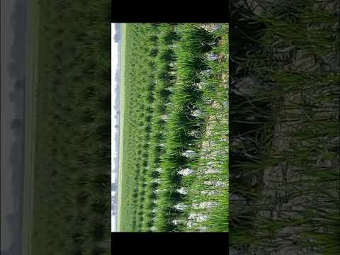 Rice Cultivation for Production of Seed In Vehari Region