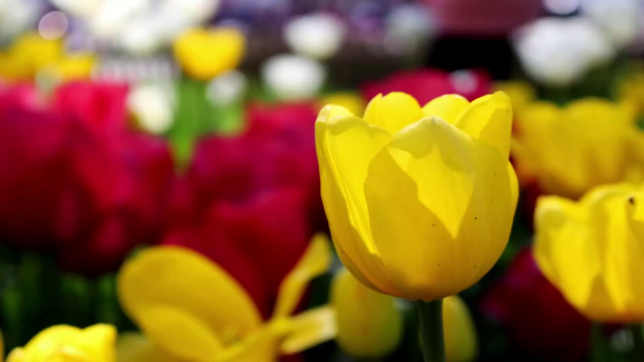 Linux Mint 20 Backgrounds Slideshow