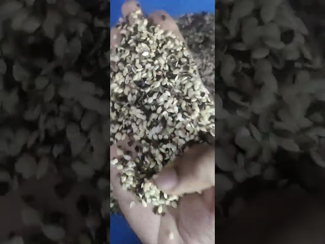 Magaj Seeds - Premium Quality Tumba Kachri Magaj Manufacturer from Mathania