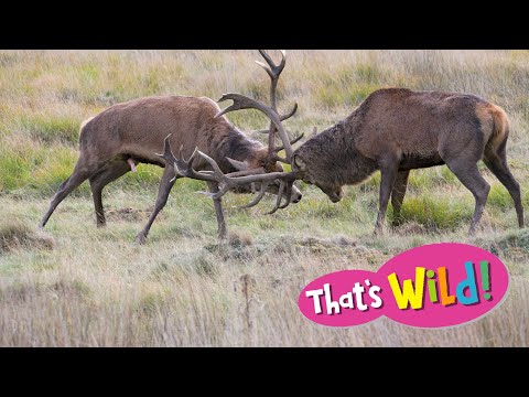 Red Deer Fighting | That's Wild