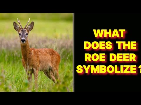 WHAT DOES THE ROE DEER SYMBOLIZE ?