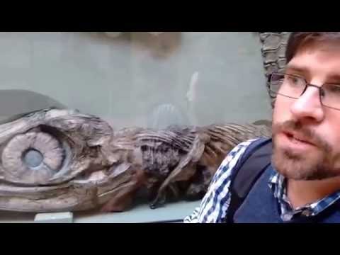 The First Ichthyosaur Fossil Ever Found, Mary Anning
