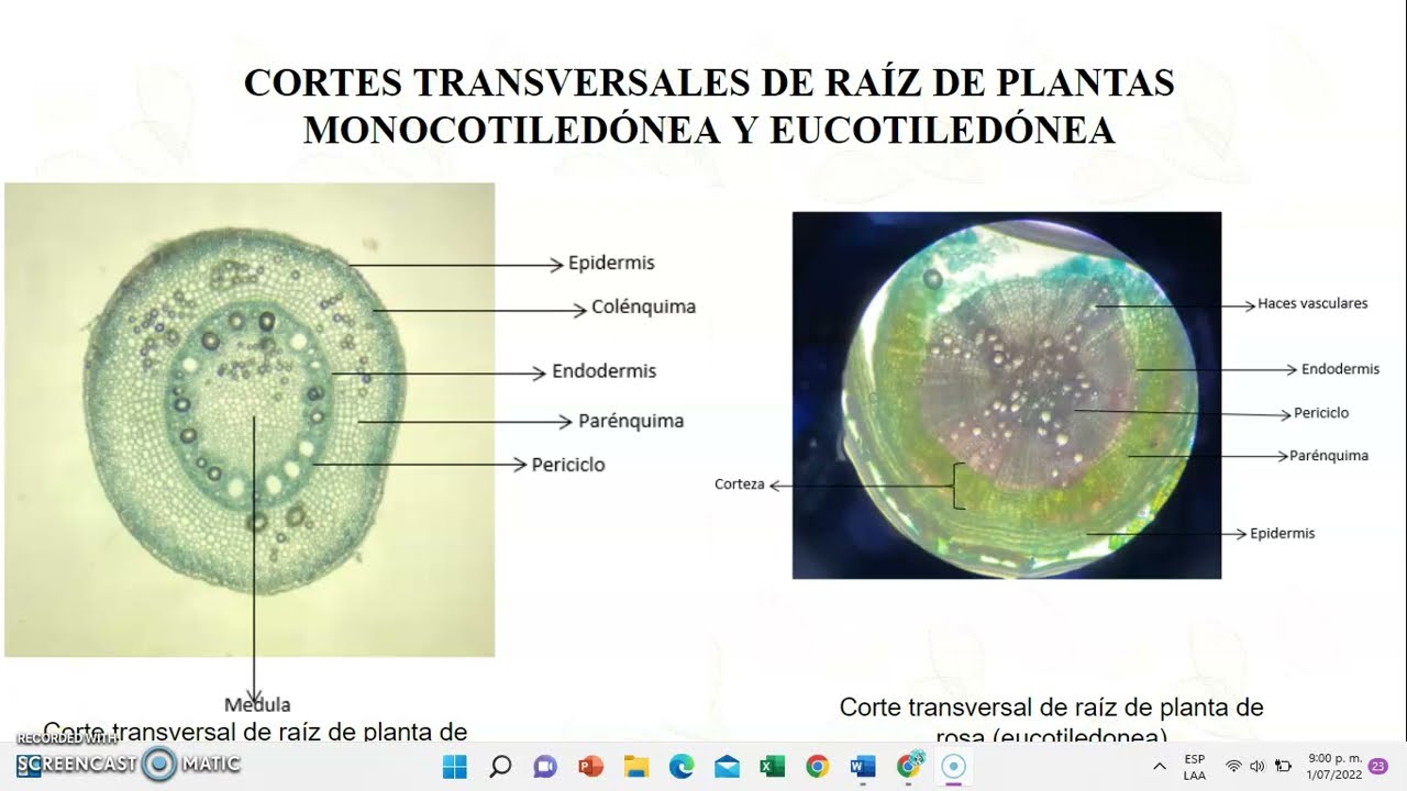 Histología y morfología del tallo y la raíz de plantas eucotiledóneas y monocotiledóneas