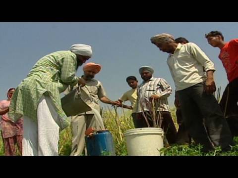 Indian farmers go back to basics