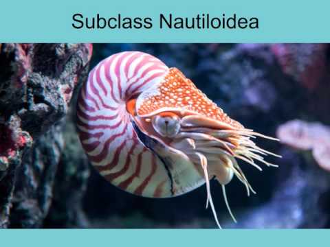 cephalopods