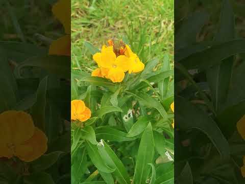 don't you love these delicate flowers? yellow rules