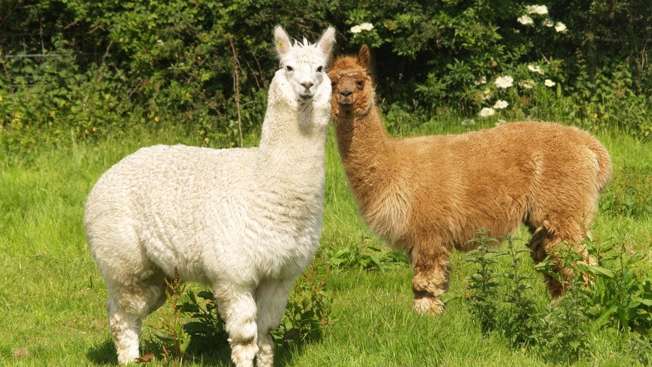 Facts About Alpacas You Didn't Know