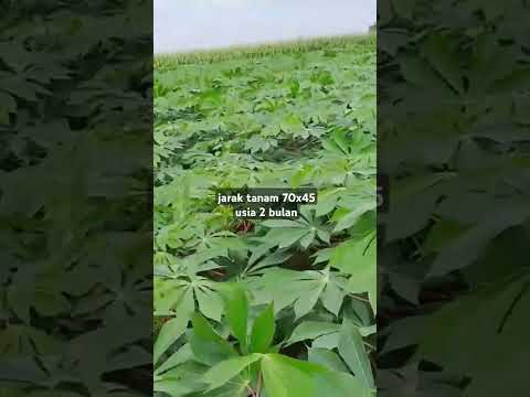 agar fotosintesis berjalan dengan normal,segera lakukan ini... #shorts #singkong #petanilampung