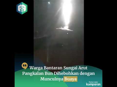 Buaya Muncul, Warga Bantaran Sungai Arut Pangkalan Bun heboh | kumparan.com