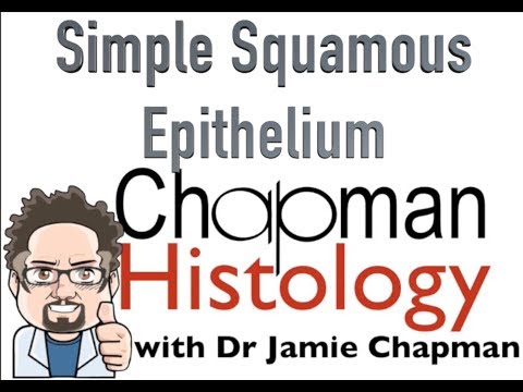 3 Min Histology Simple Squamous Epithelium