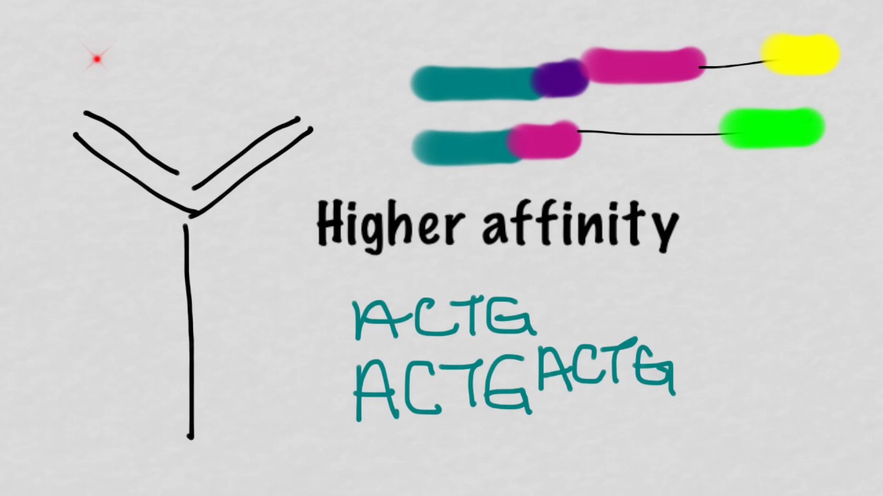 Somatic Hypermutation And Affinity Maturation