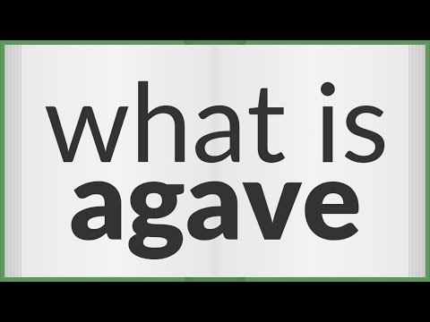 Agave | meaning of Agave
