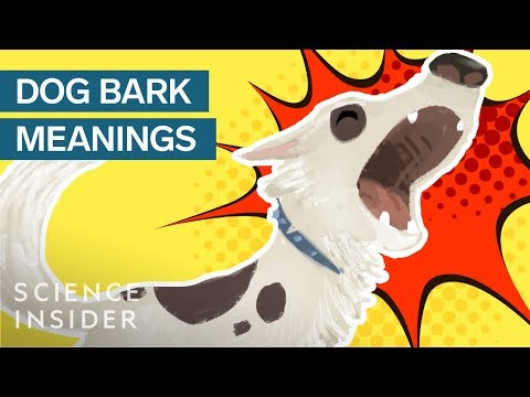 What Different Dog Barks Mean