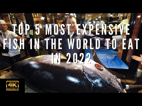 Top 5 Most Expensive Fish In The World To Eat In 2022 #expensivefish