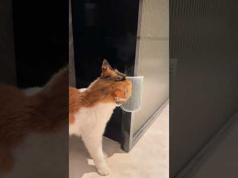 Enjoy time #cat