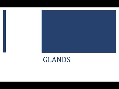 Glands of the Integumentary System